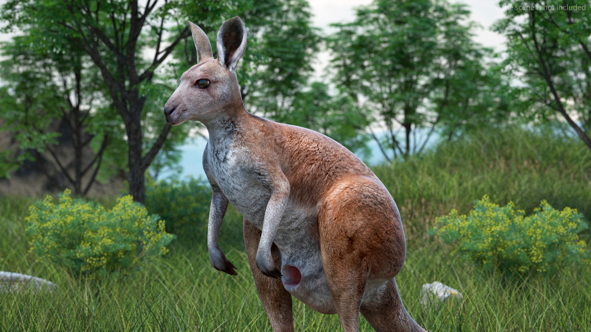 3D Female Kangaroo - TurboSquid 2250233