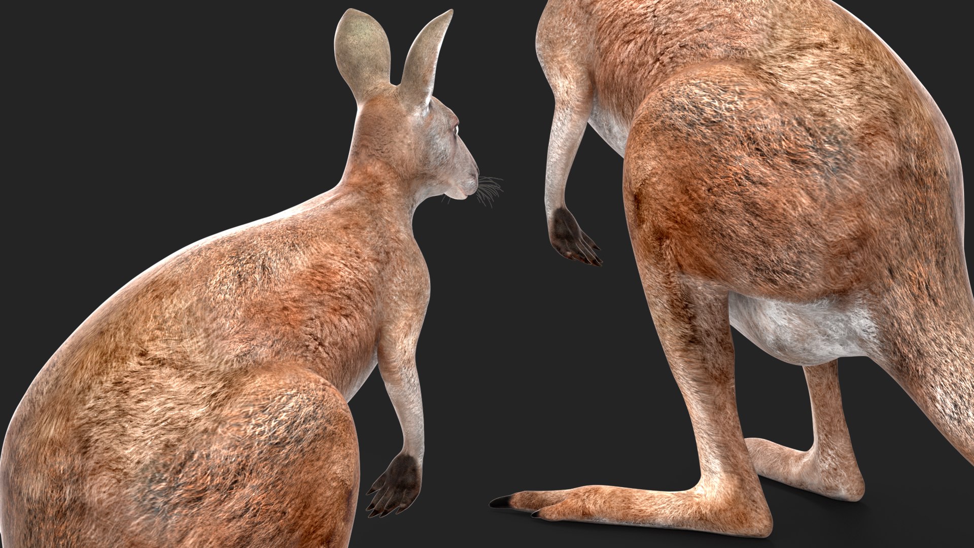 3D Female Kangaroo - TurboSquid 2250233