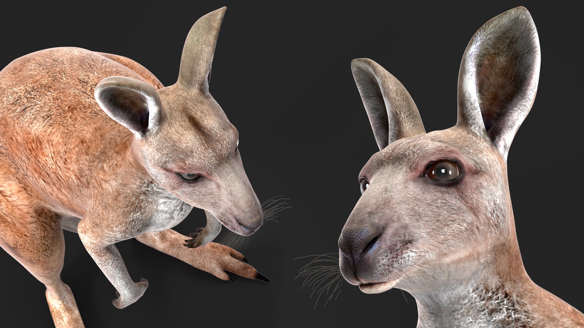 3D Female Kangaroo - TurboSquid 2250233