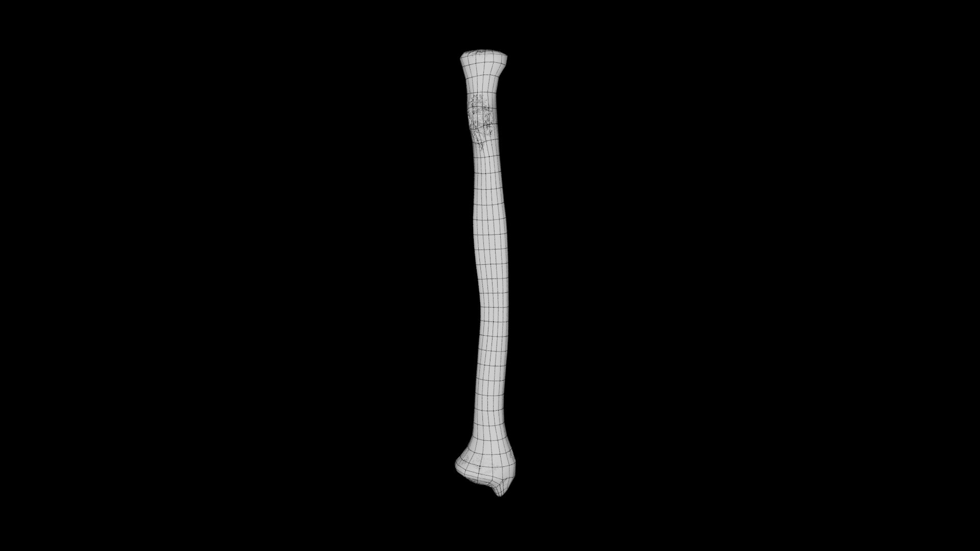 Human Anatomy-Radius Bone 3D - TurboSquid 2217113