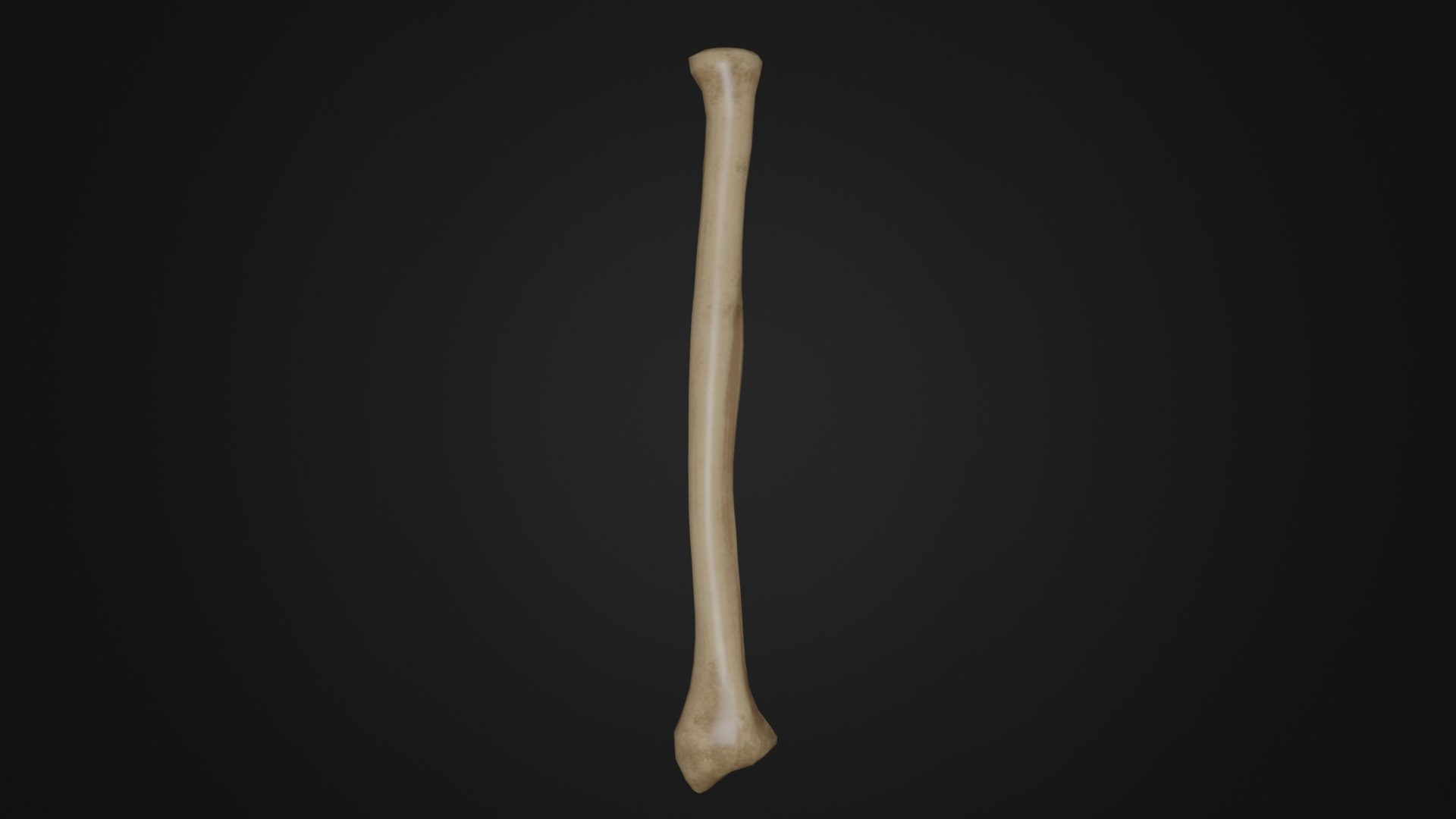 Human Anatomy-Radius Bone 3D - TurboSquid 2217113