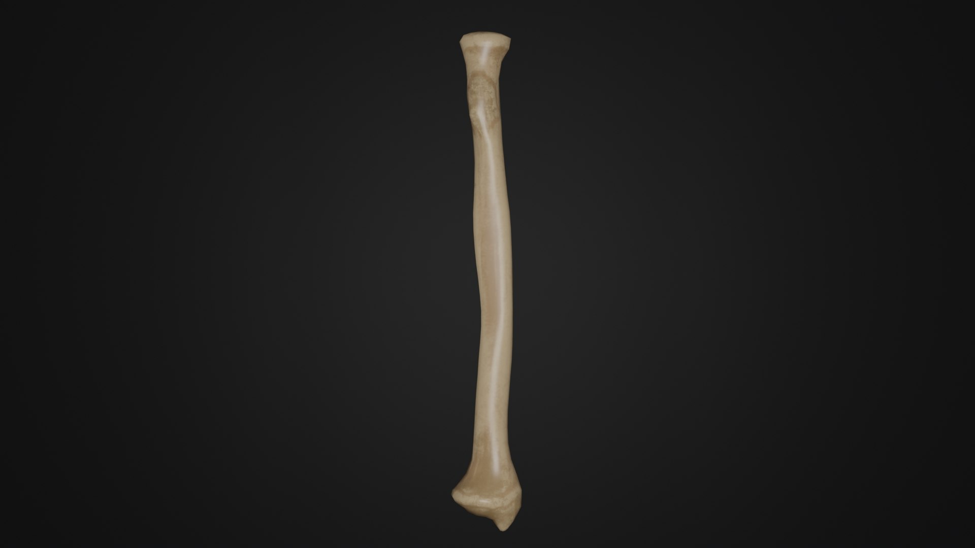 Human Anatomy-Radius Bone 3D - TurboSquid 2217113