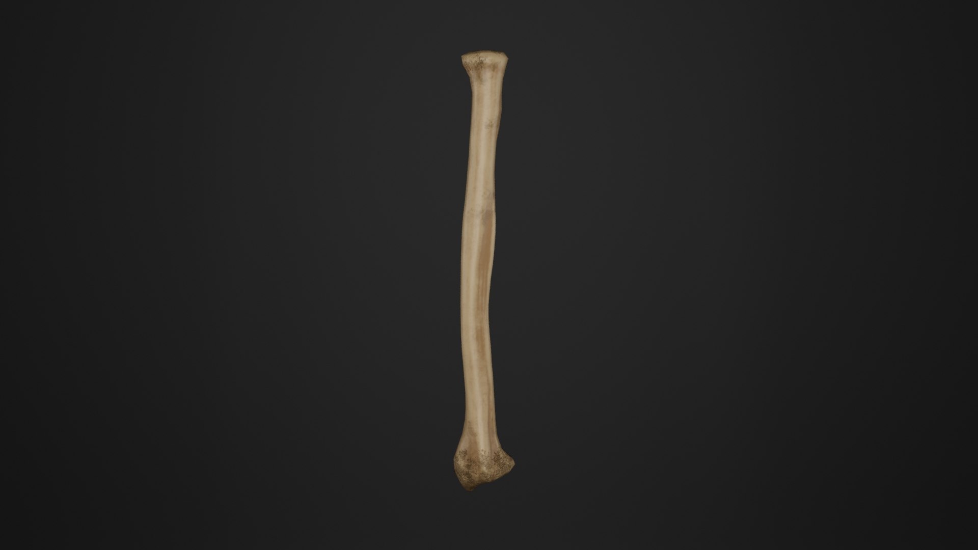 Human Anatomy-Radius Bone 3D - TurboSquid 2217113