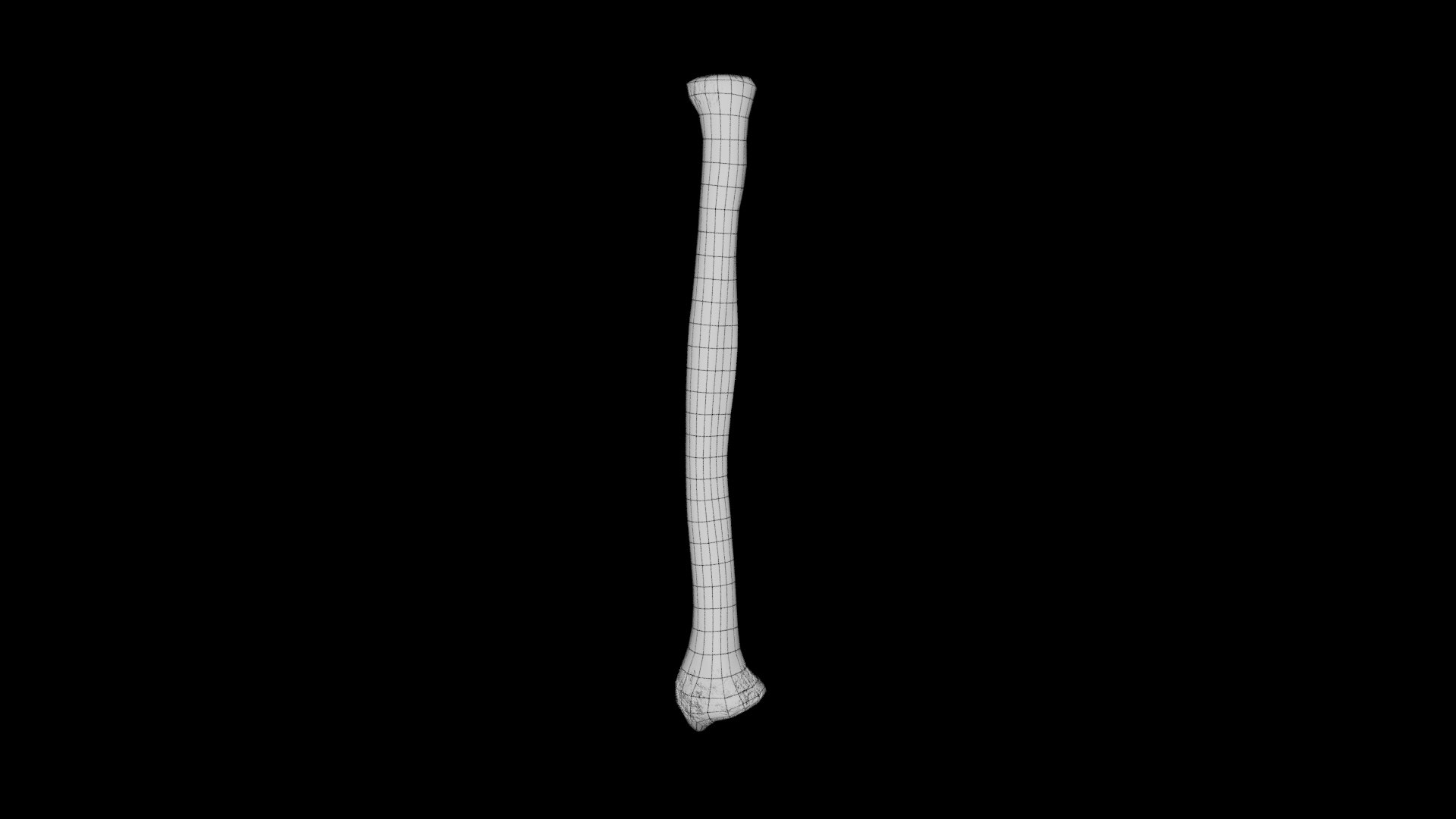 Human Anatomy-Radius Bone 3D - TurboSquid 2217113