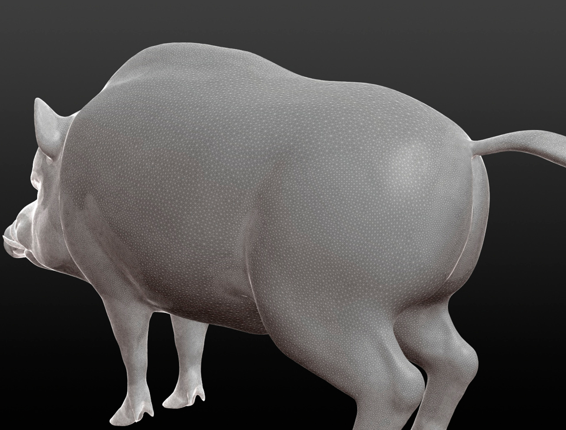Wild boar base mesh 3D model - TurboSquid 1720646