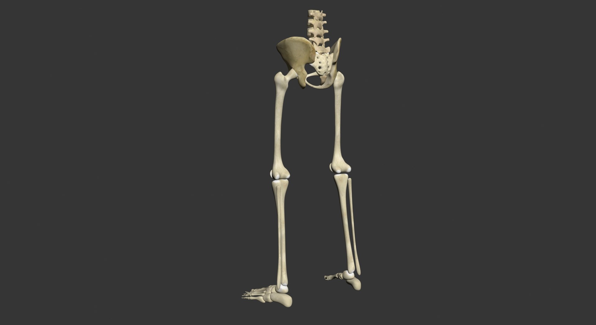 Skeleton Legs 3d Model