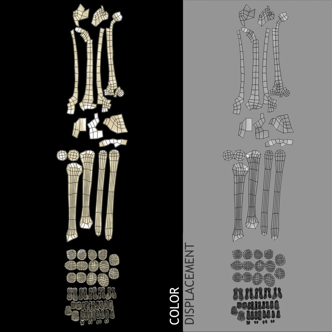skeleton legs 3d model