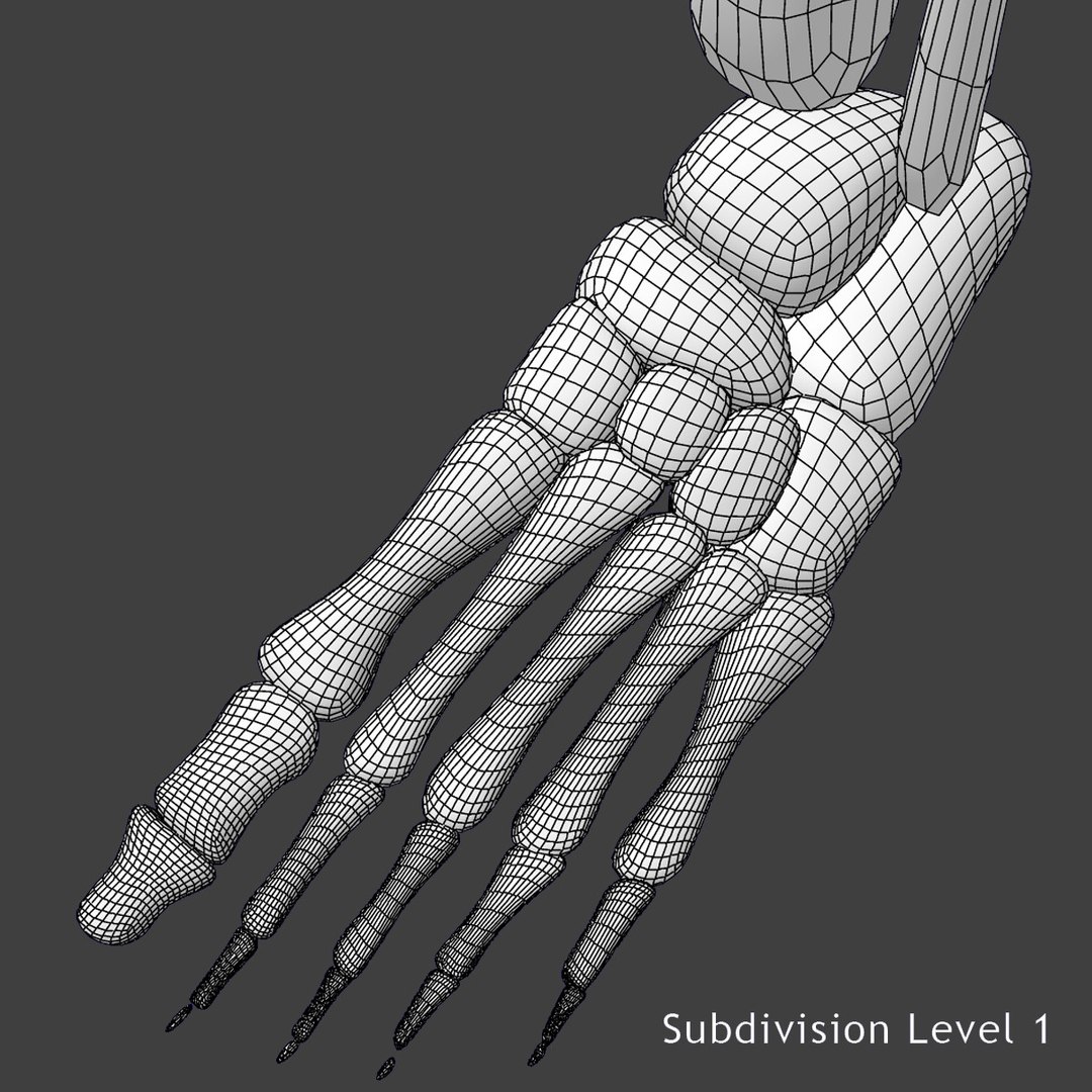 Skeleton Legs 3d Model