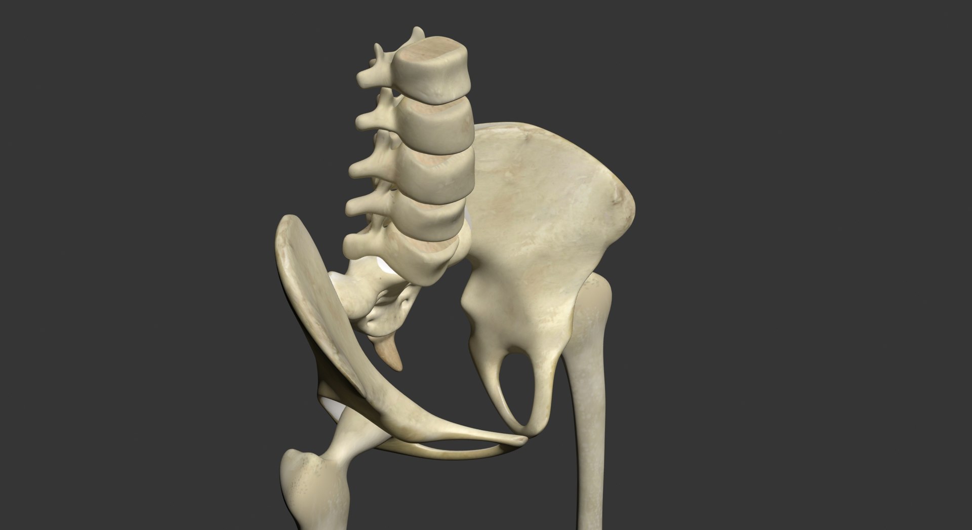 Skeleton Legs 3d Model