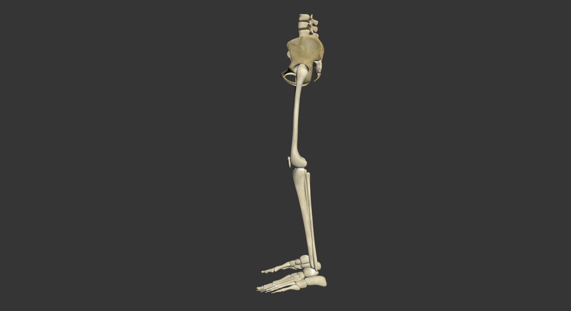 Skeleton Legs 3d Model