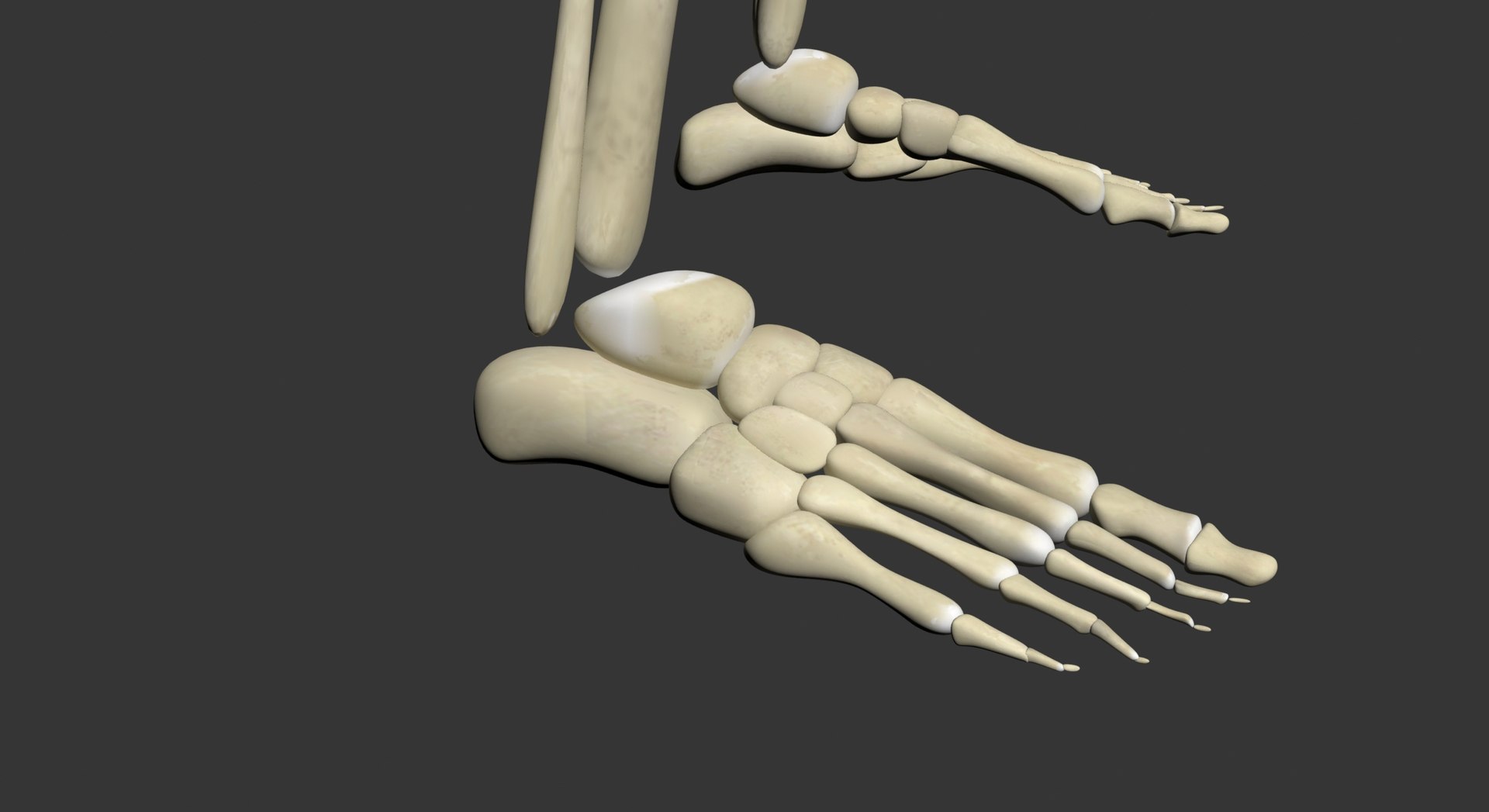 Skeleton Legs 3d Model