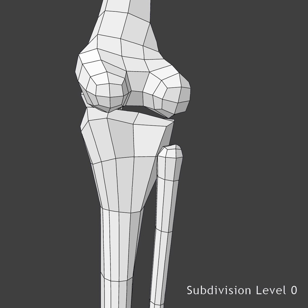 Skeleton Legs 3d Model