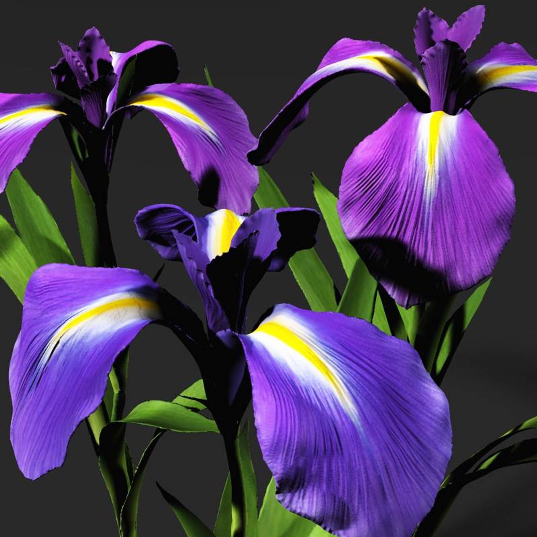 Iris Flowers 3d Model