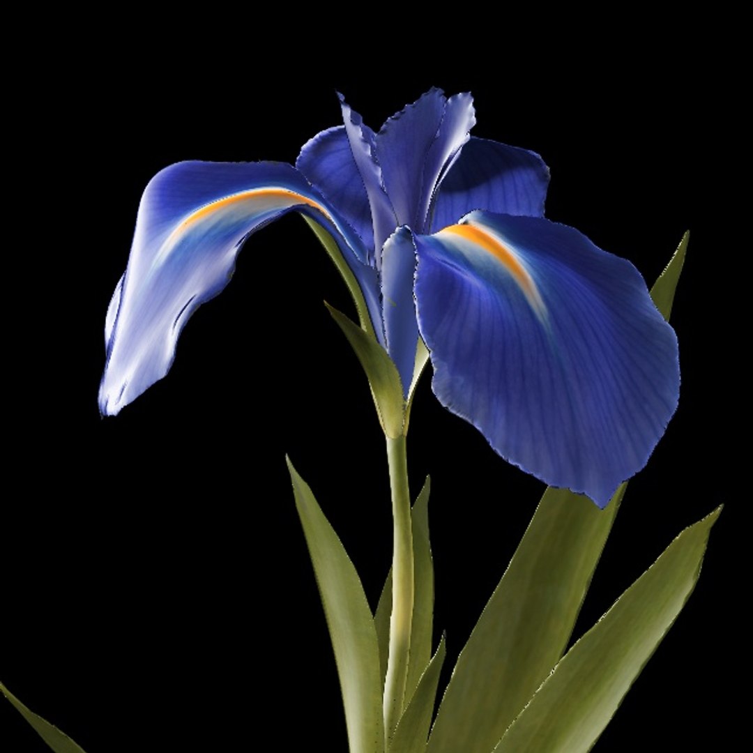 Iris Flowers 3d Model