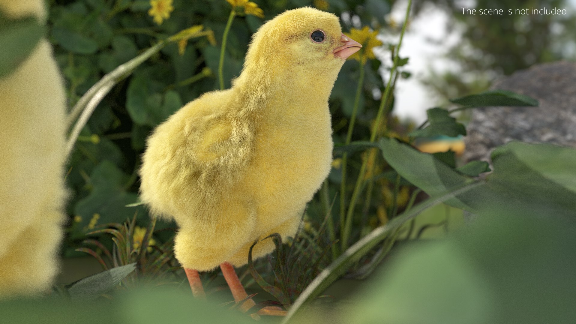 Newborn Chick Domestic Idle Animated Fur Rigged For Blender 3D ...