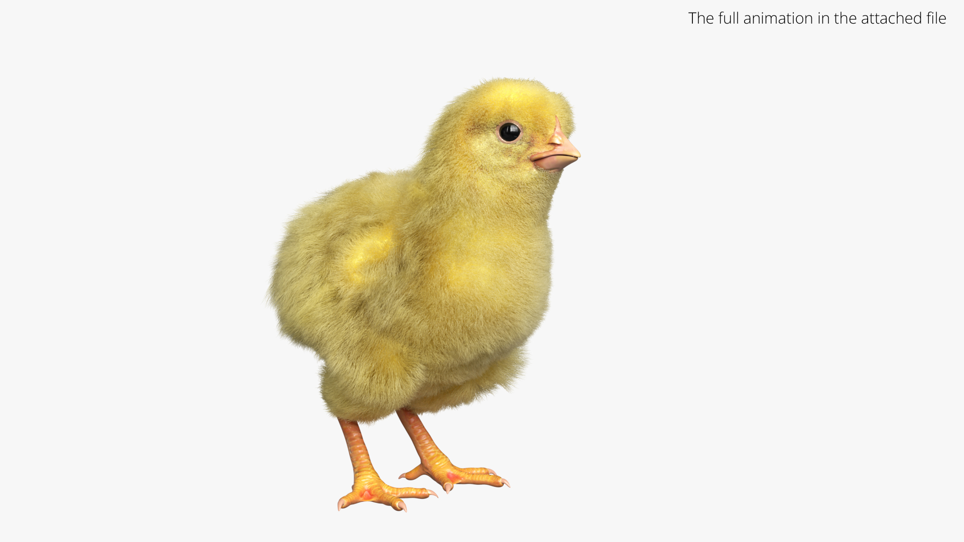 Newborn Chick Domestic Idle Animated Fur Rigged For Blender 3D ...