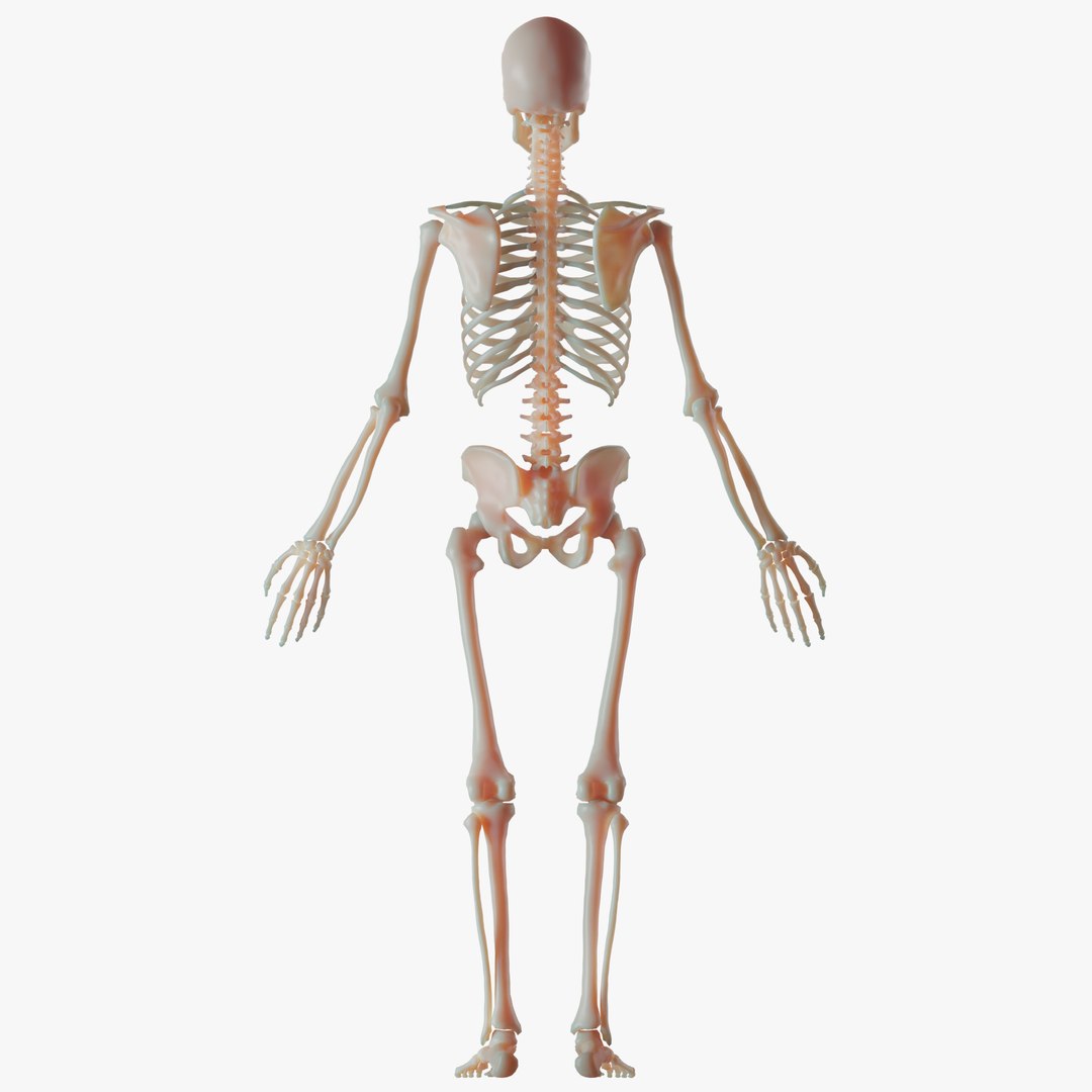 Human Skeleton 3D - TurboSquid 2085769