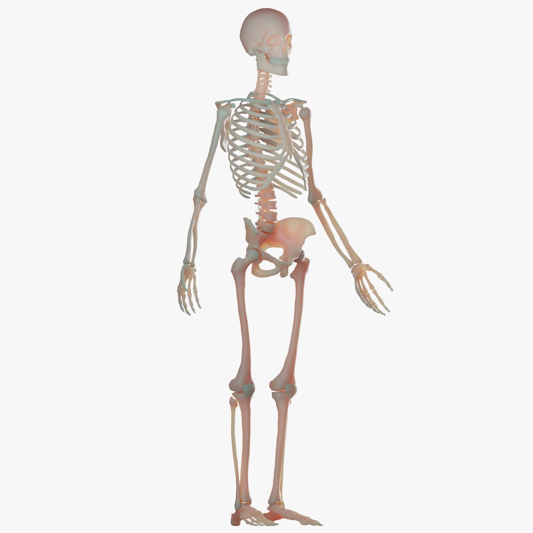 Human Skeleton 3D - TurboSquid 2085769