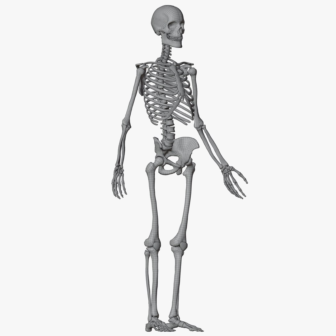 Human Skeleton 3D - TurboSquid 2085769