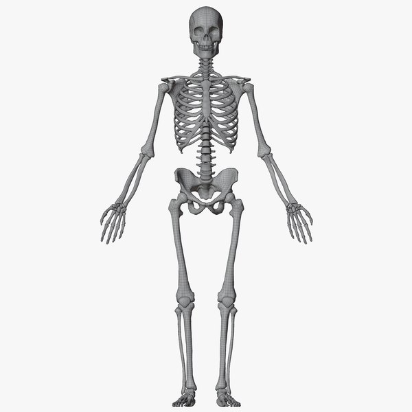 modelo 3d Esqueleto humano - TurboSquid 2085769
