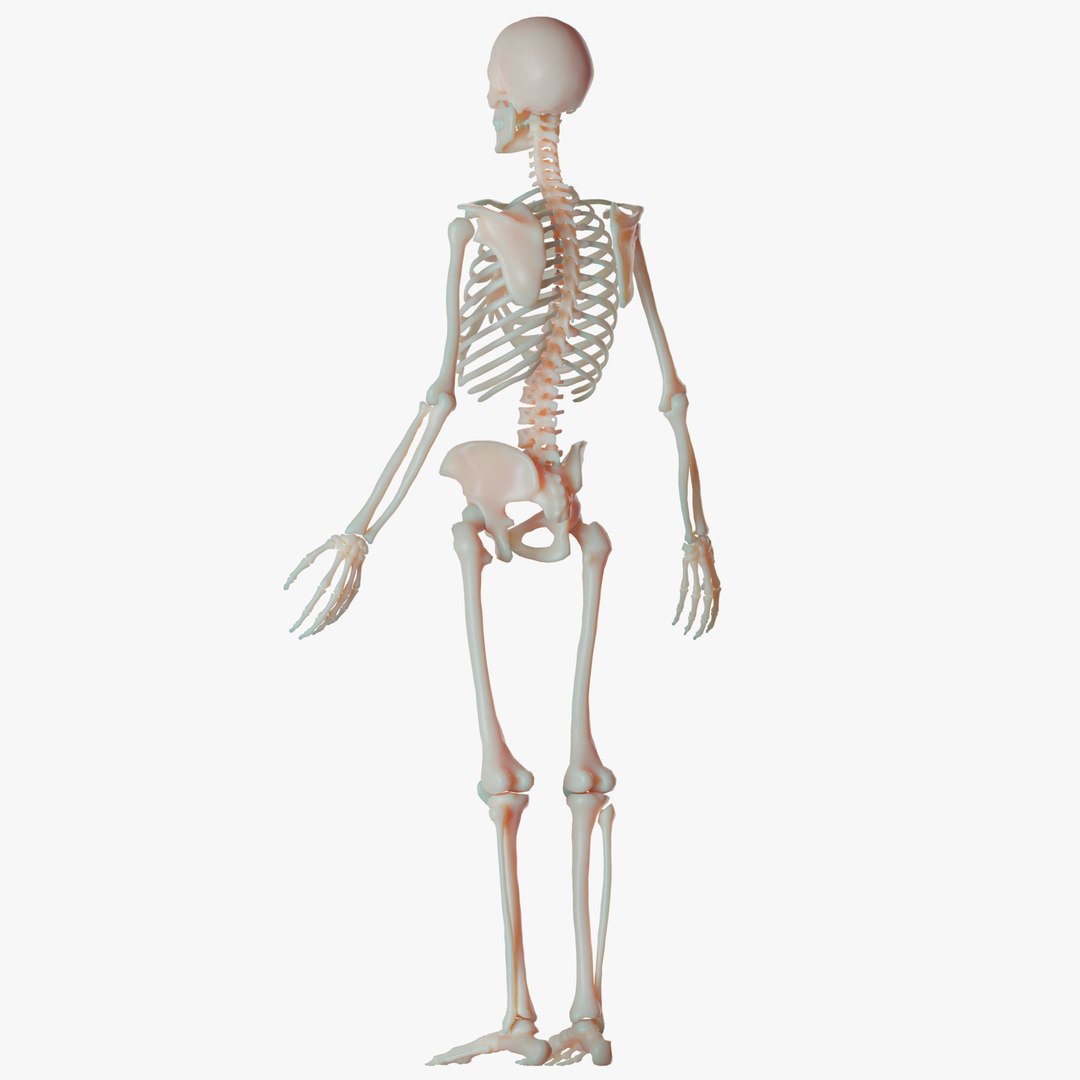 Human Skeleton 3D - TurboSquid 2085769