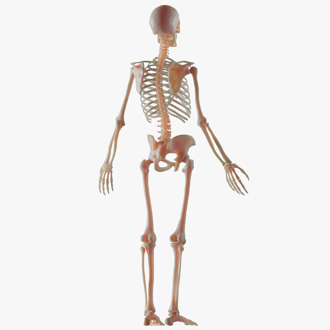 Human Skeleton 3D - TurboSquid 2085769