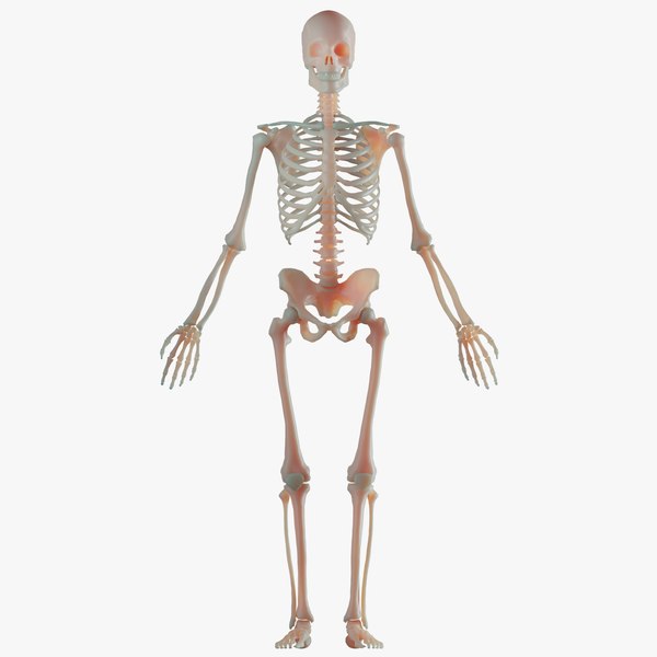 Free Blender Skeleton Models | TurboSquid