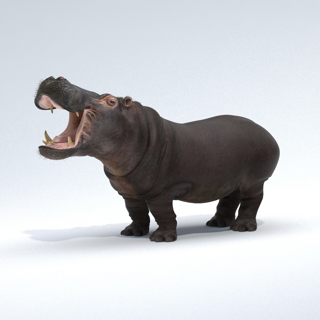 hippopotamus hippo mammal animal 3ds
