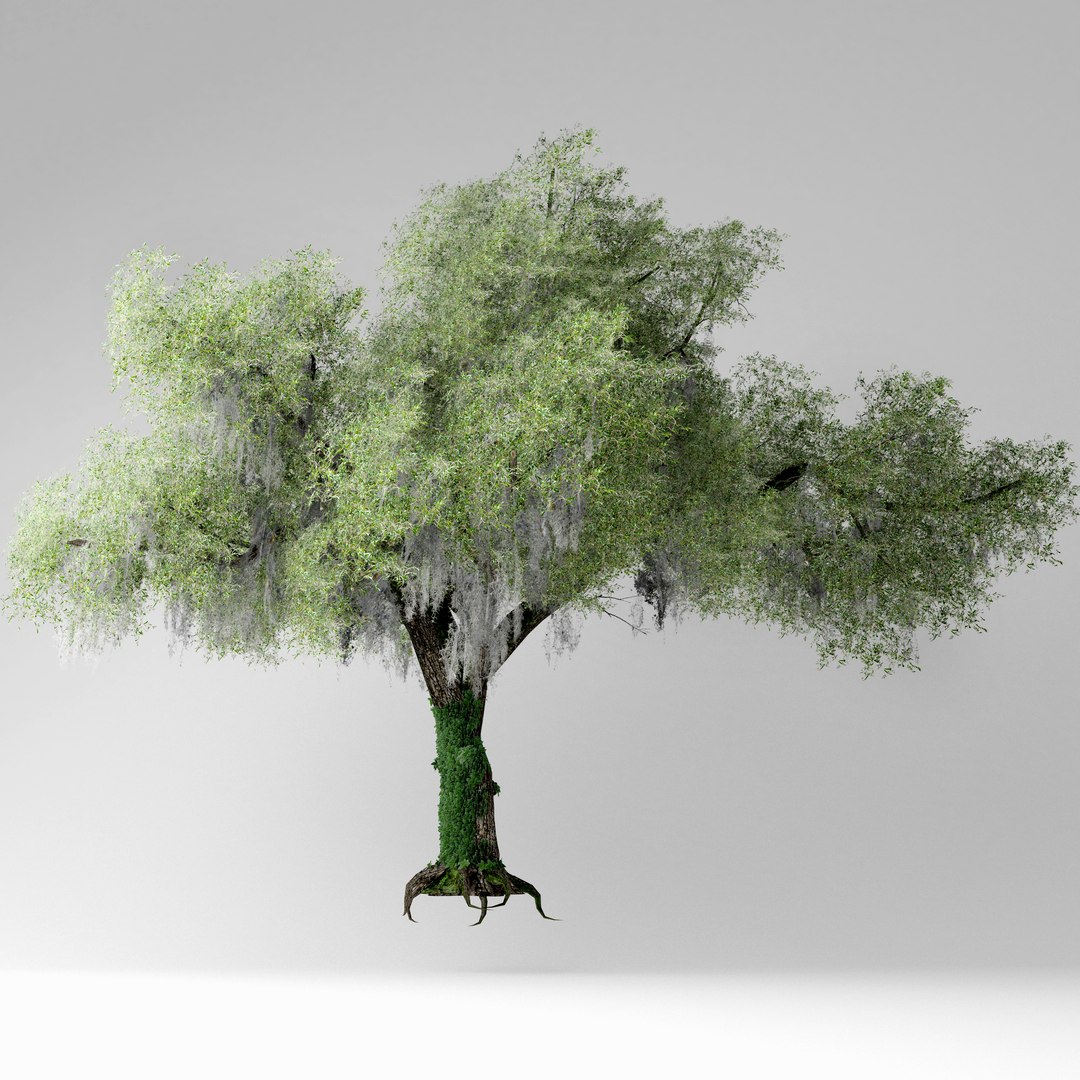Live Oak Tree Model - TurboSquid 1622598