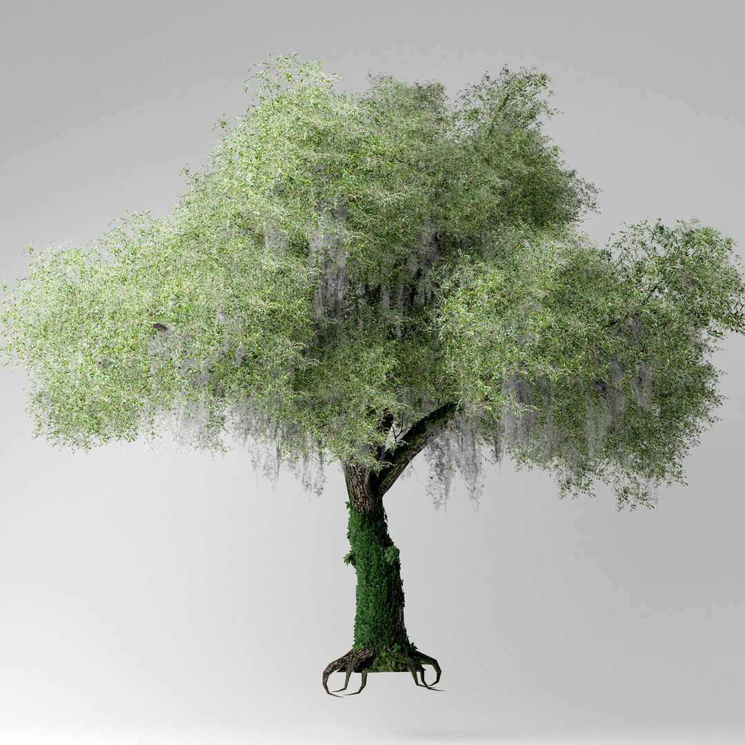 Live Oak Tree Model - TurboSquid 1622598