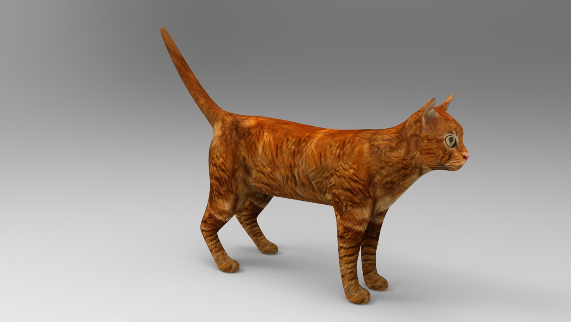 3D cat animations | 1142781 | TurboSquid