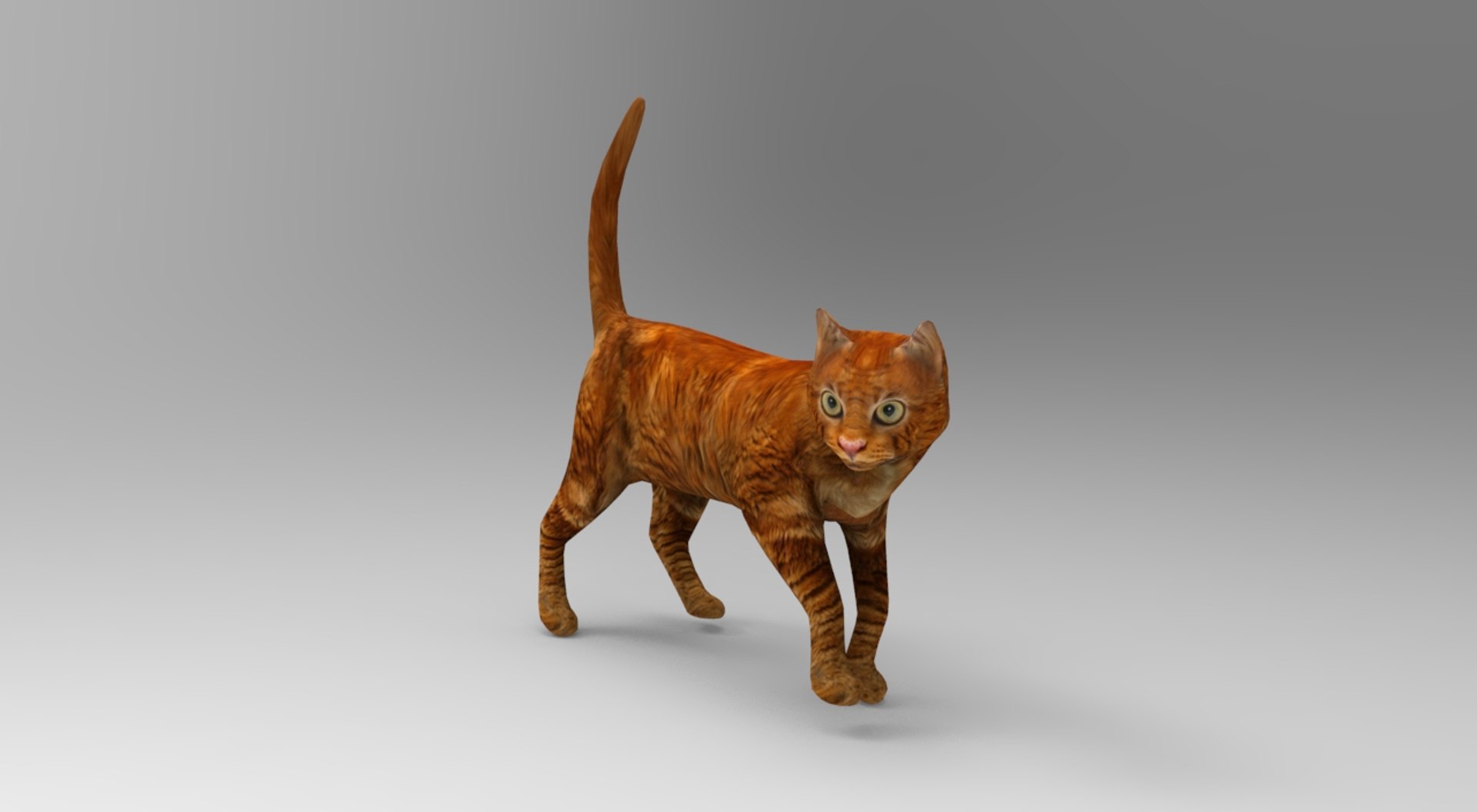 3D Cat Animations | 1142781 | TurboSquid