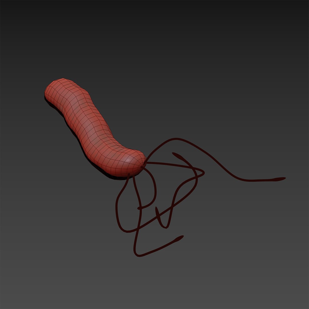 Microbes Bacteria Cells 3D Model - TurboSquid 1626171