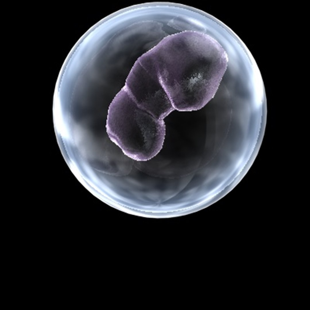3d Monocyte Cell Model