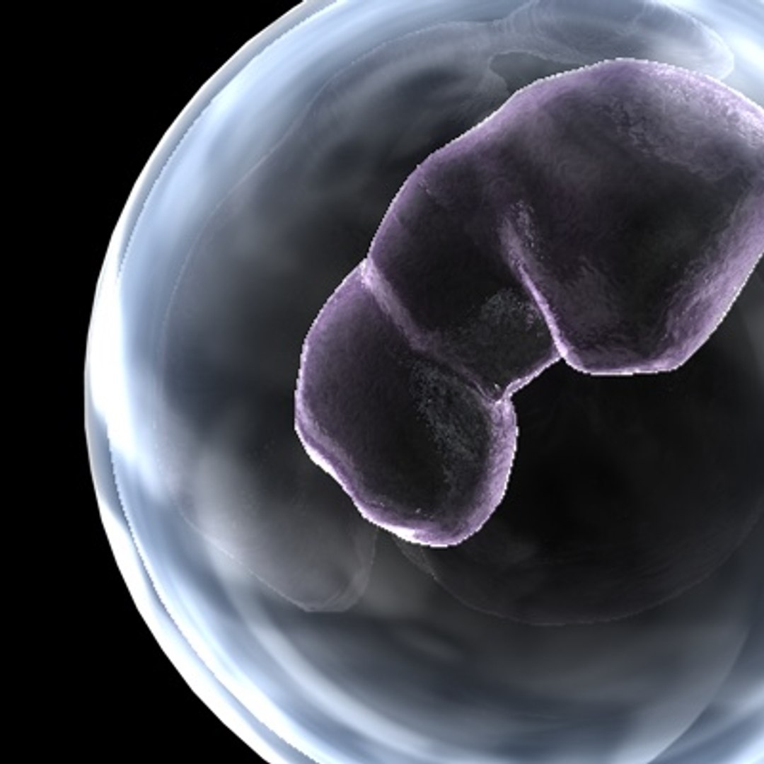 3d Monocyte Cell Model