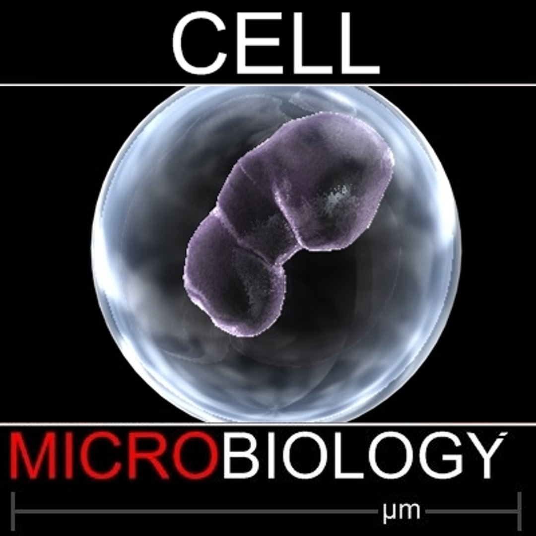 3d Monocyte Cell Model