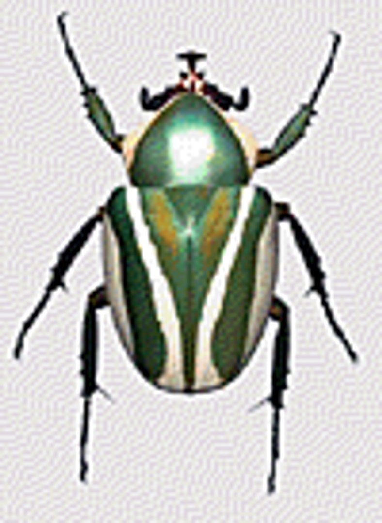 3d Model Scarab Beetle