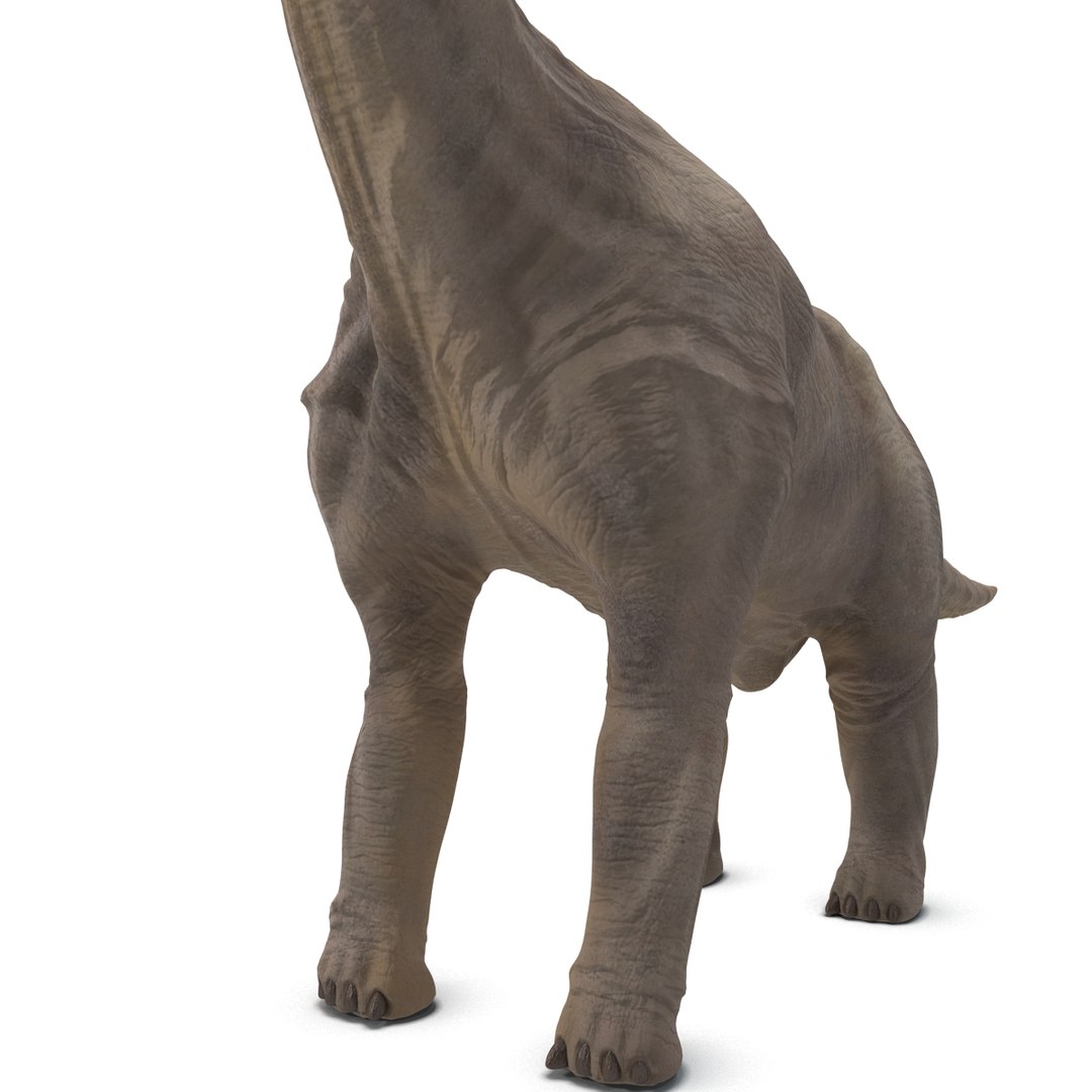 Brachiosaurus 3D Model - TurboSquid 809804