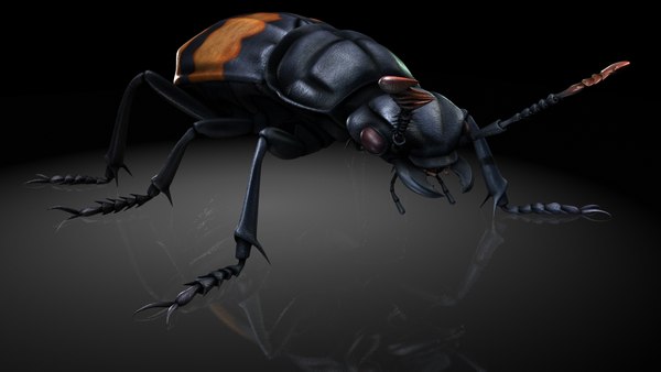 3D burying beetles hammer - TurboSquid 1319718