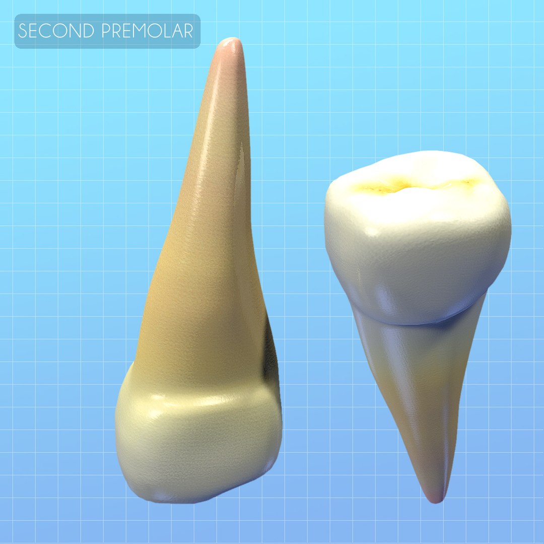 Second Premolar 3d Obj