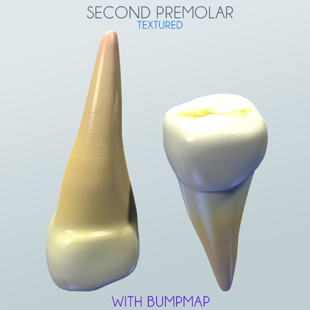 Second Premolar 3d Obj