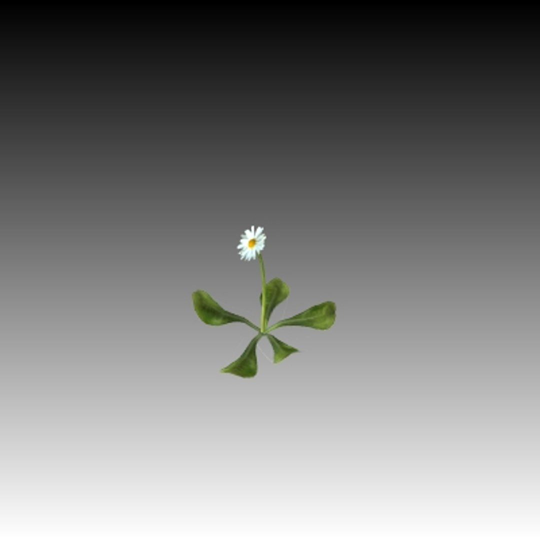 daisy plant flower 3d model
