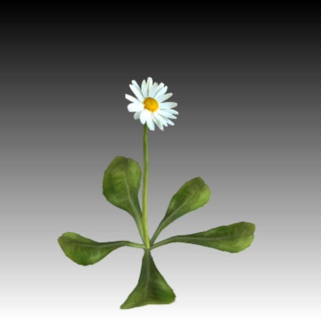 daisy plant flower 3d model