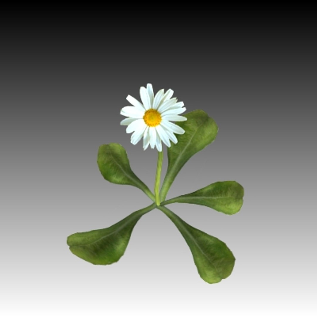 daisy plant flower 3d model