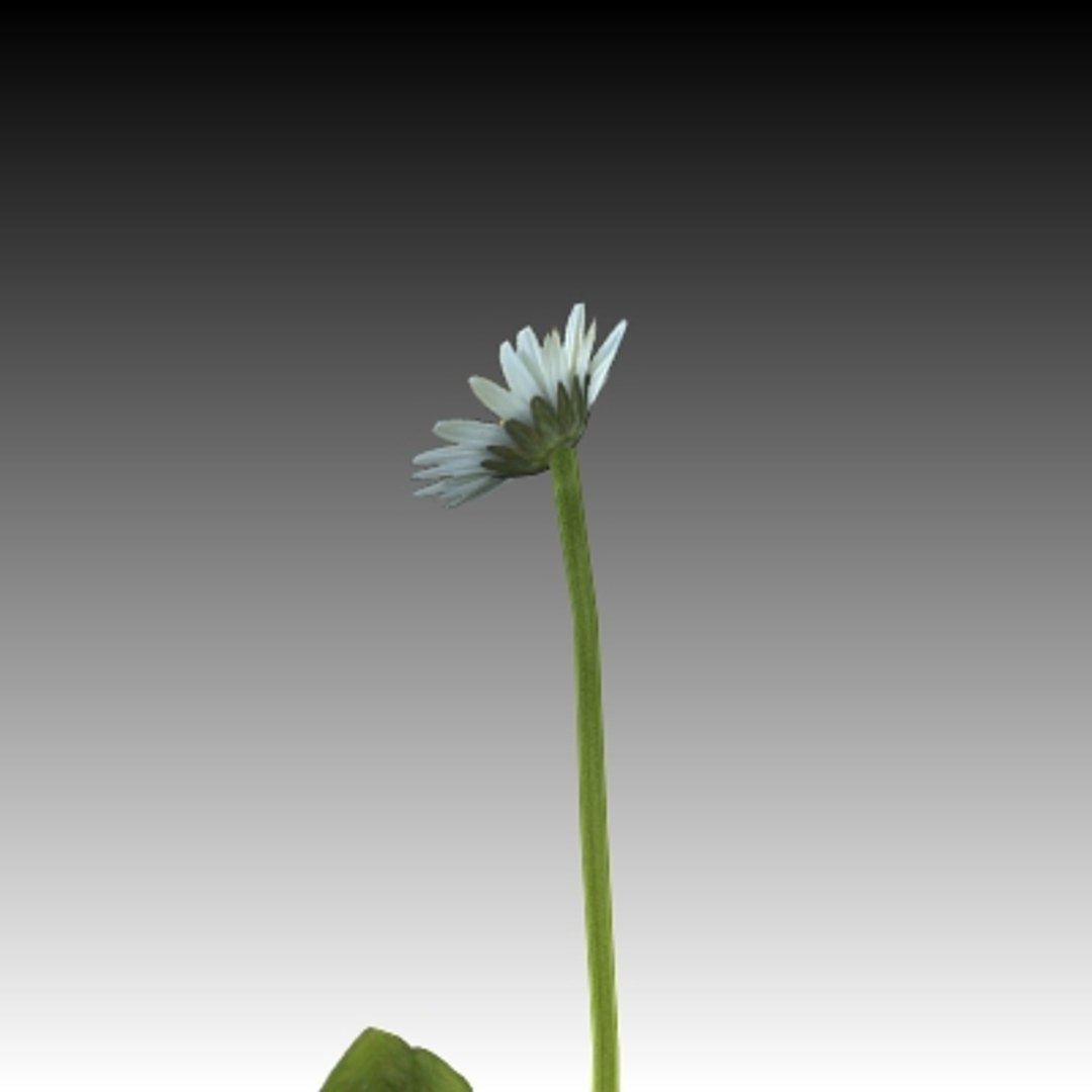daisy plant flower 3d model