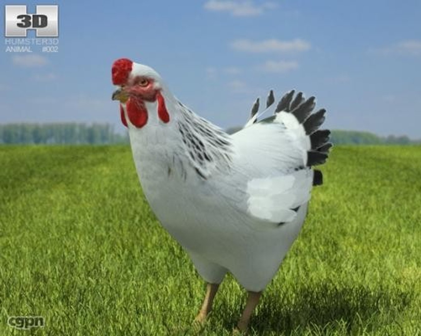 3d chicken hen model