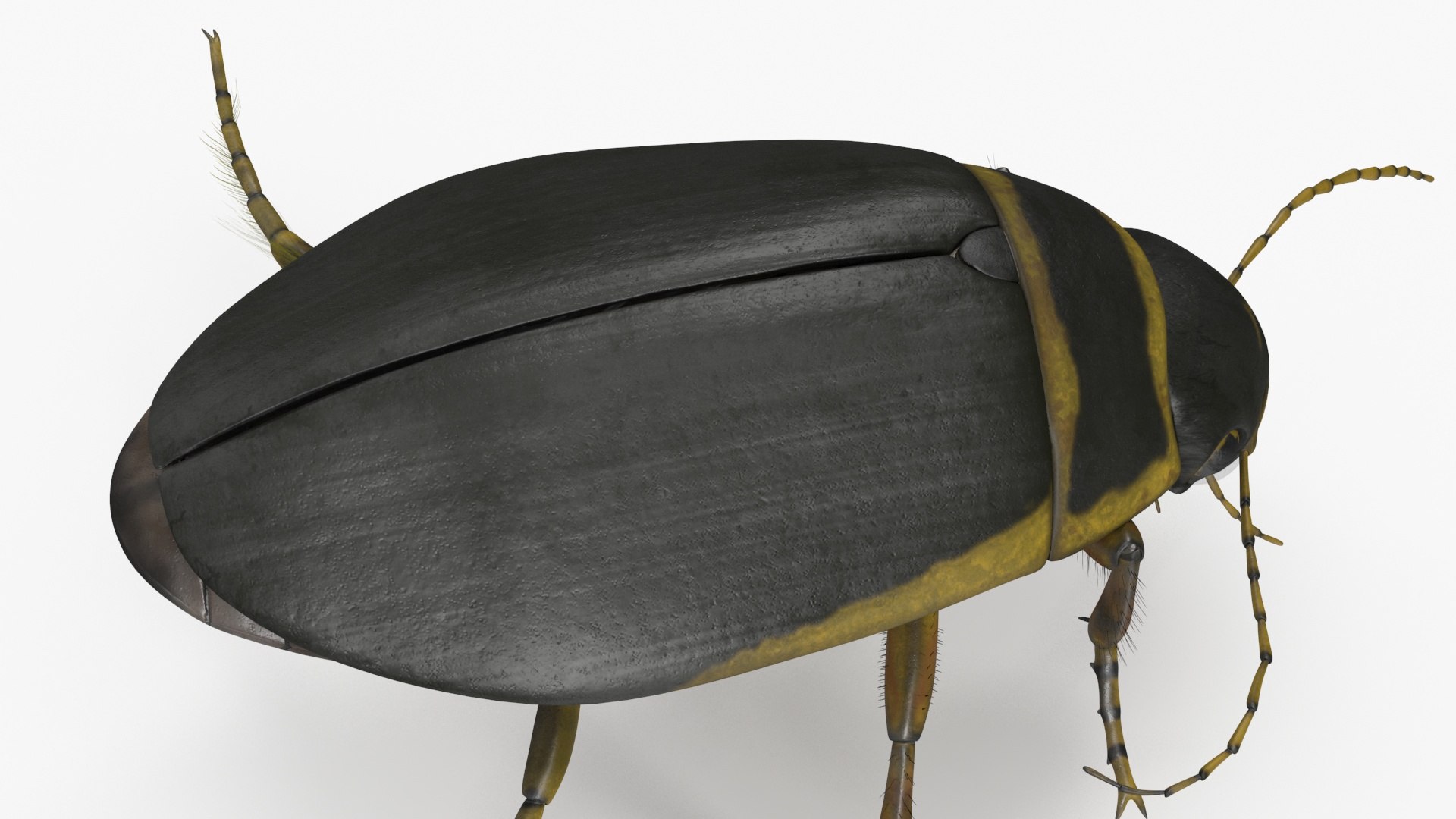 Aquatic Beetle Brown Floating 3D Model - TurboSquid 2248686