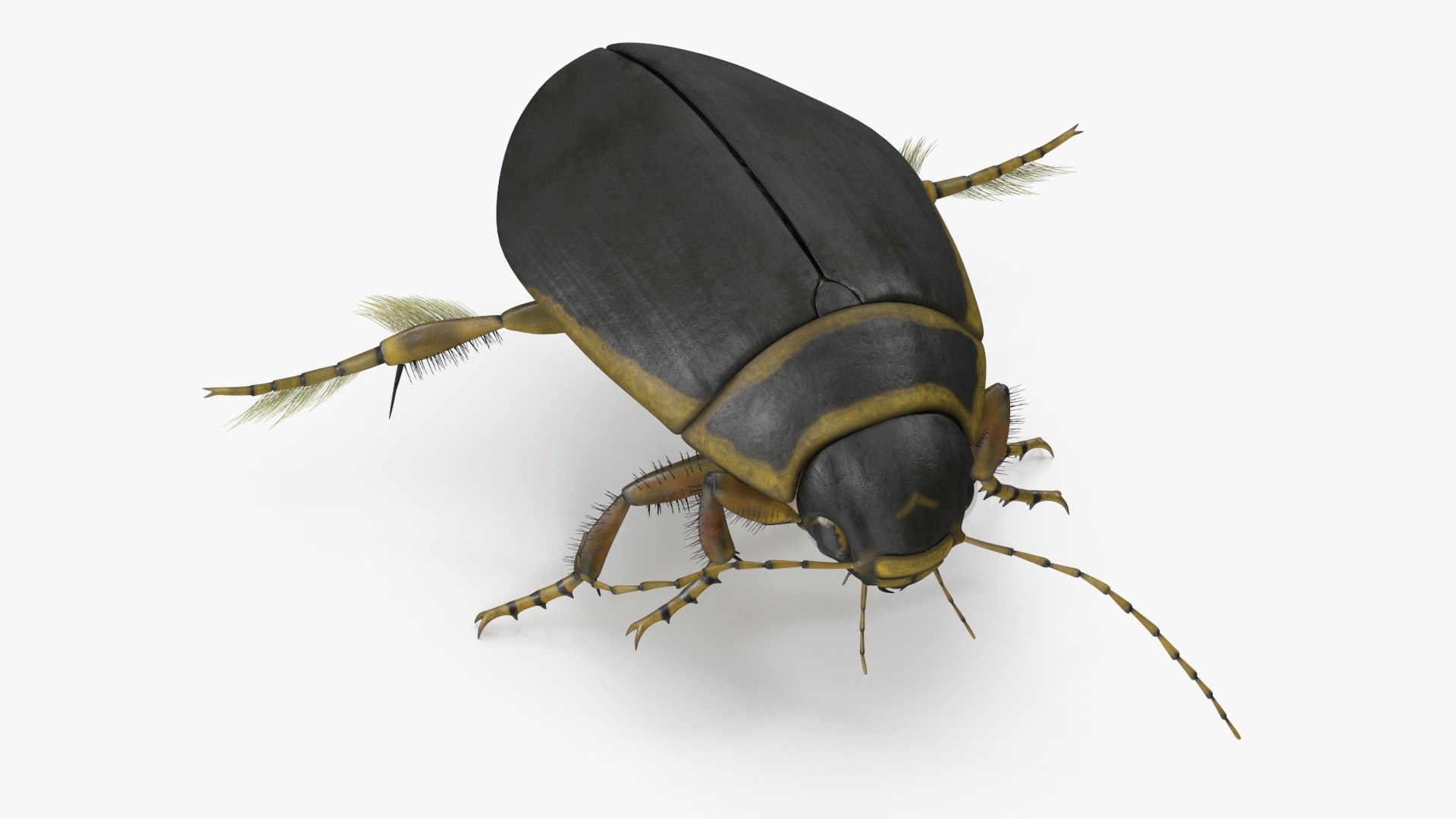 Aquatic Beetle Brown Floating 3D Model - TurboSquid 2248686
