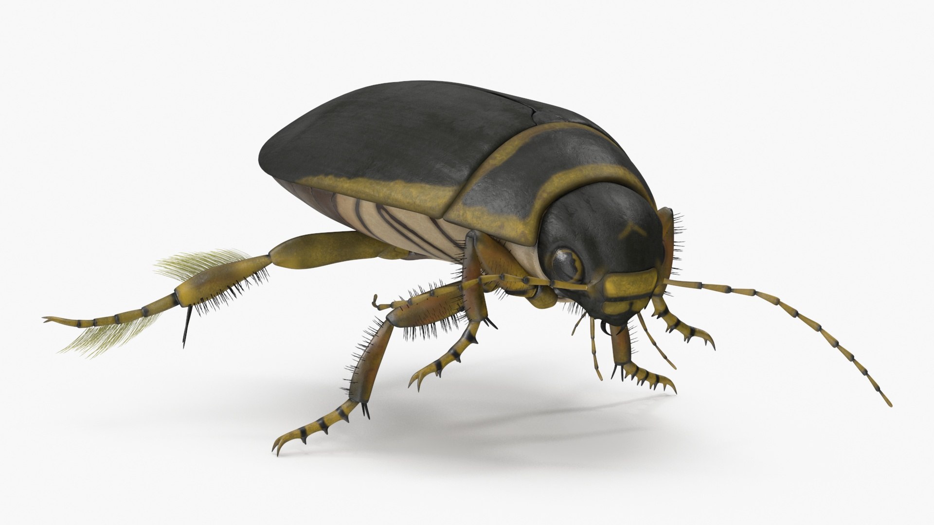 Aquatic Beetle Brown Floating 3D Model - TurboSquid 2248686