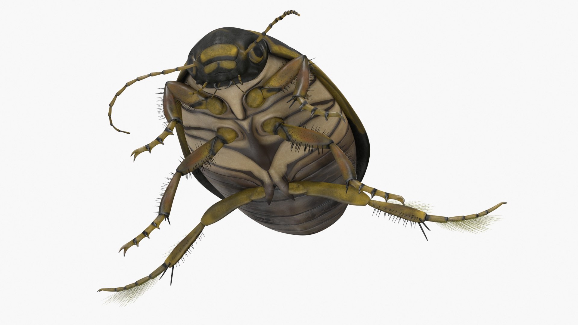 Aquatic Beetle Brown Floating 3D Model - TurboSquid 2248686